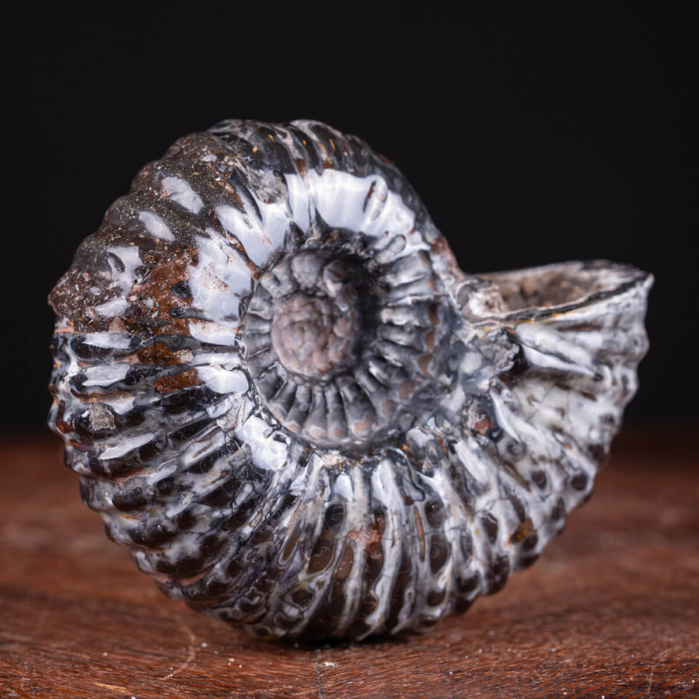 Ammonite Douvilleiceras Nera